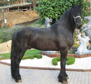 caballos del mundo: los caballos frisones